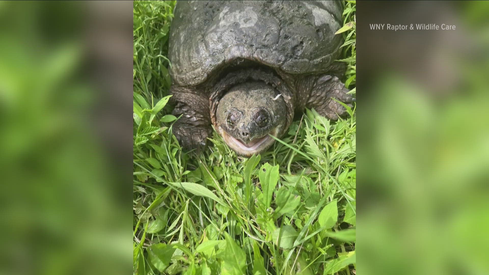 Most Buffalo | Buffalo, New York | wgrz.com