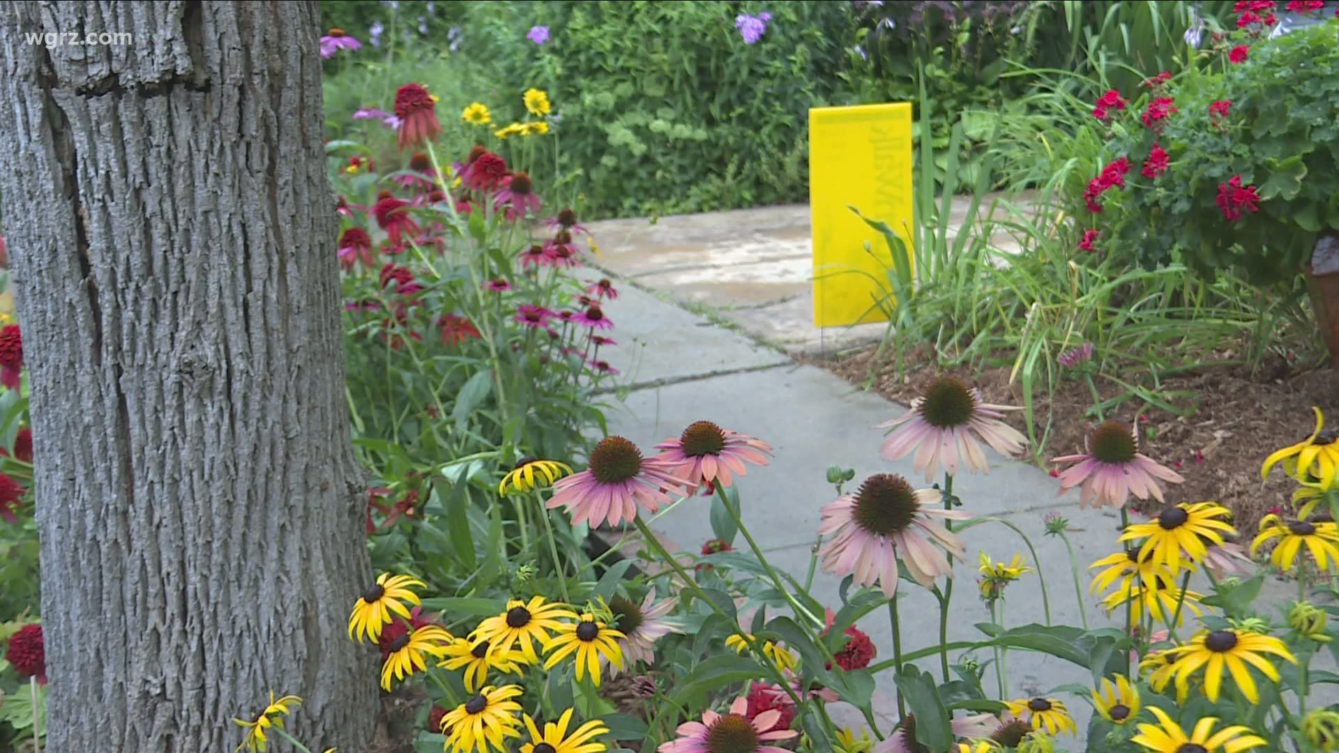 Nature's beauty on display as Garden Walk Buffalo returns | wgrz.com
