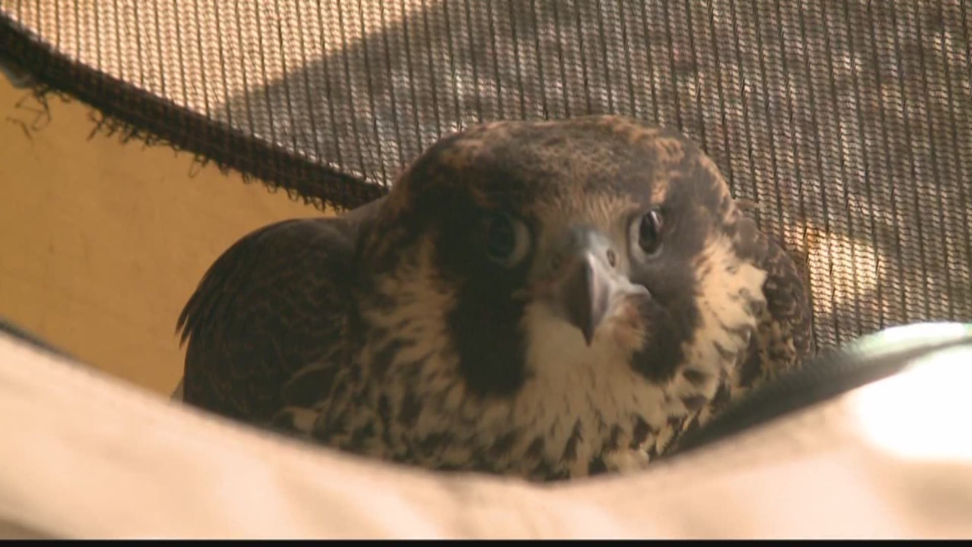 Peregrine falcon rescued in Buffalo | wgrz.com