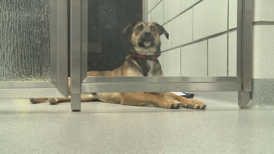 SPCA launches 'Waived Fee Wednesdays' | wgrz.com