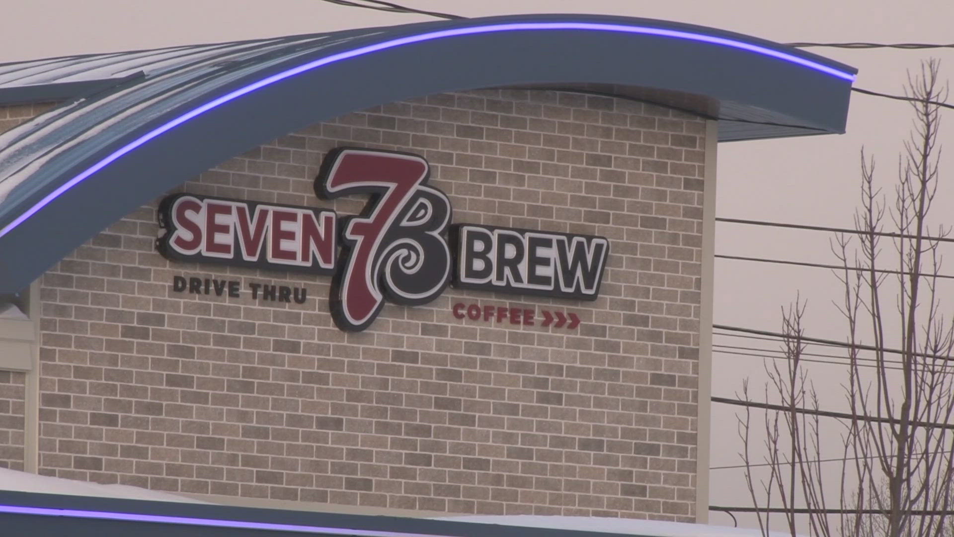 What are snow fleas? Why tiny black bugs show up on snowy days | wgrz.com