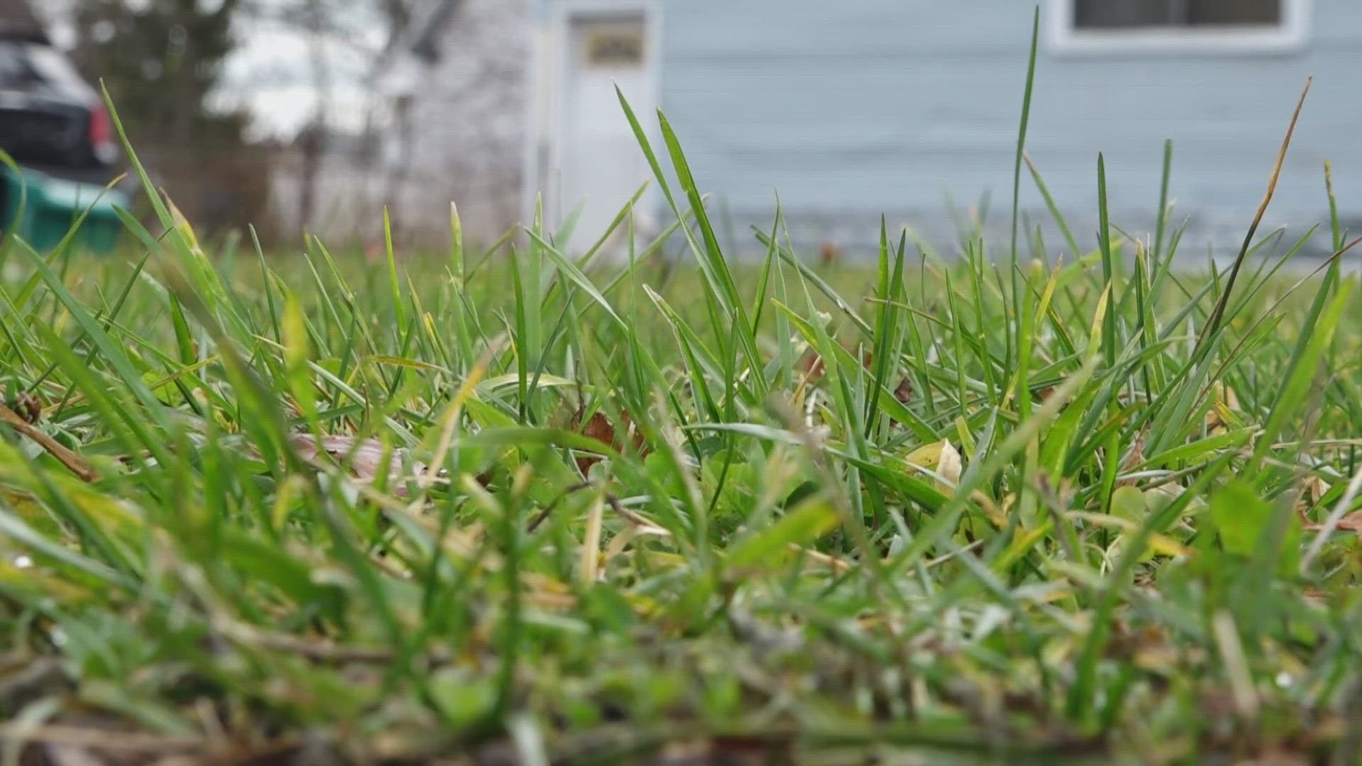 Buffalo launches $1,000 vacant lot program | wgrz.com