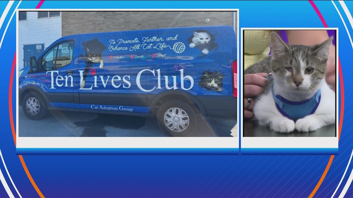 New Ten Lives Club program for senior cat adoptions | wgrz.com