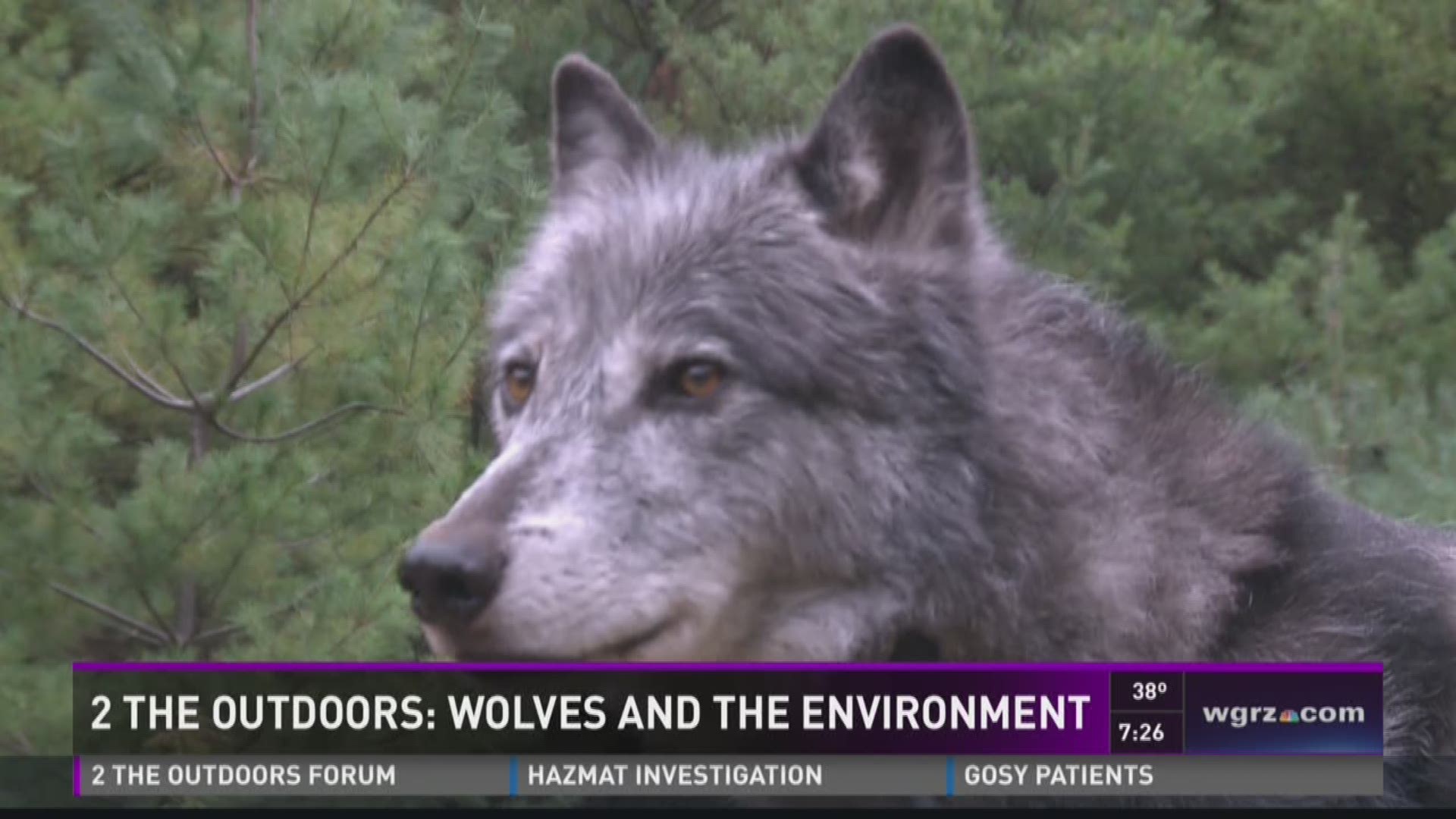 Wolves And The Environment | wgrz.com