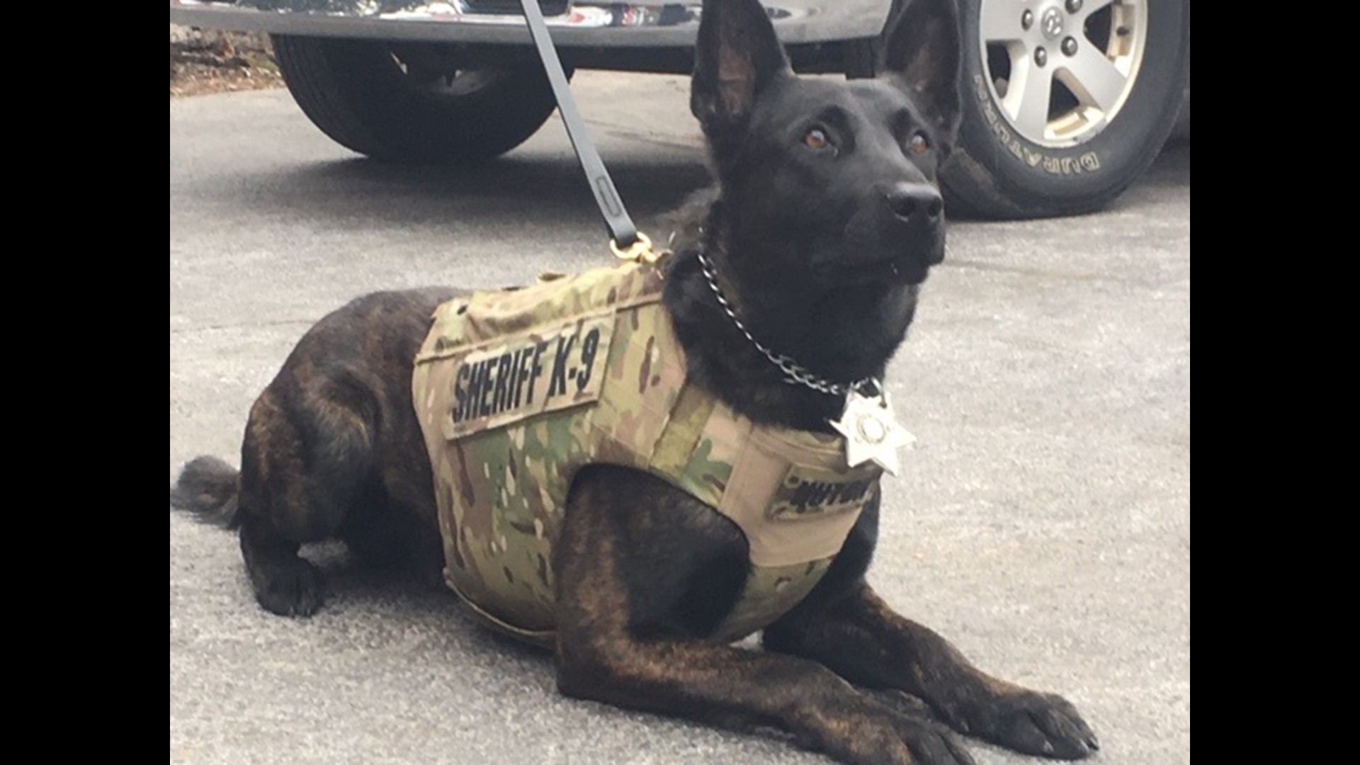 K9 in Livingston County gets new bullet, stab-proof vest | wgrz.com