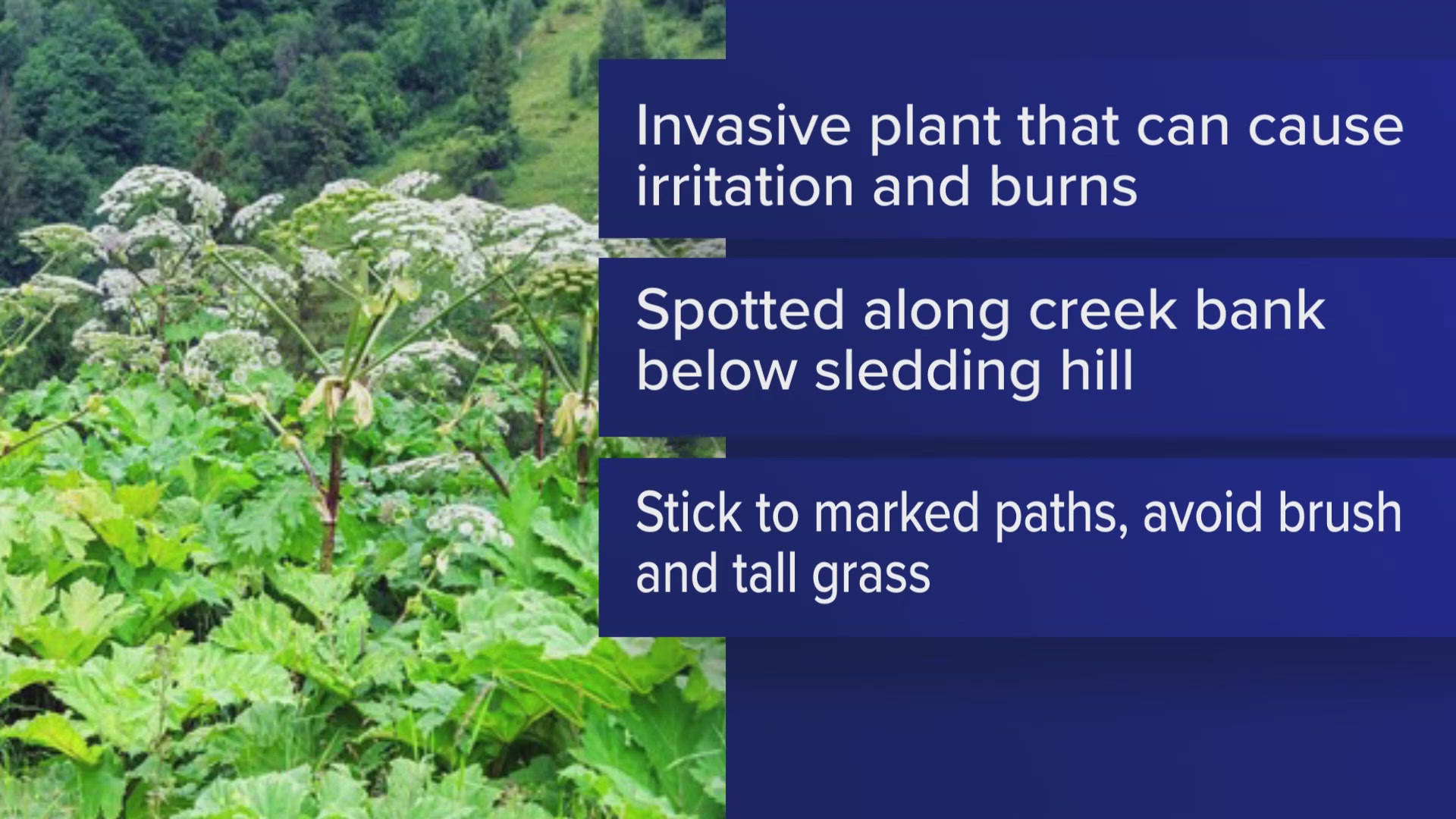 Hogweed burns pose a threat in Western New York parks | wgrz.com