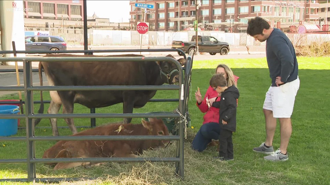 Having a cow: Explore & More holds special Mother's Day event | wgrz.com