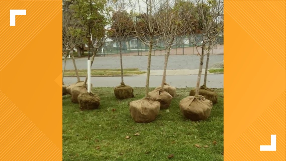 Tonawanda Rails to Trails Bike Path tree planting underway | wgrz.com