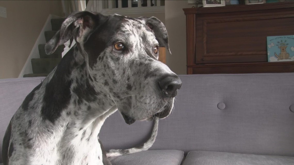 Most Buffalo: 'The Great Dane Chronicles' | wgrz.com