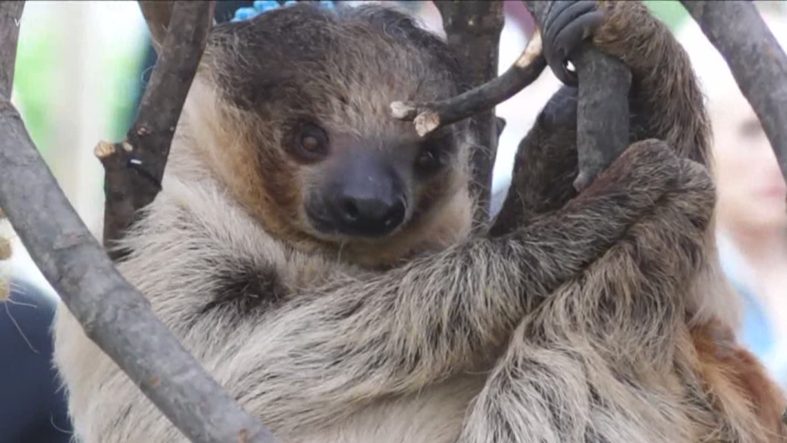 Hydraulic Hearth raises money for the Buffalo Zoo with 'Sloth Night ...