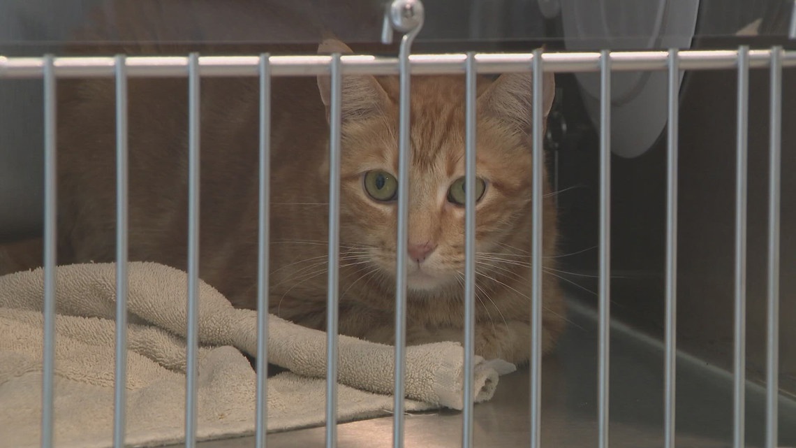 28 TEXAS CATS NOW IN WNY AT TEN LIVES CLUB | wgrz.com