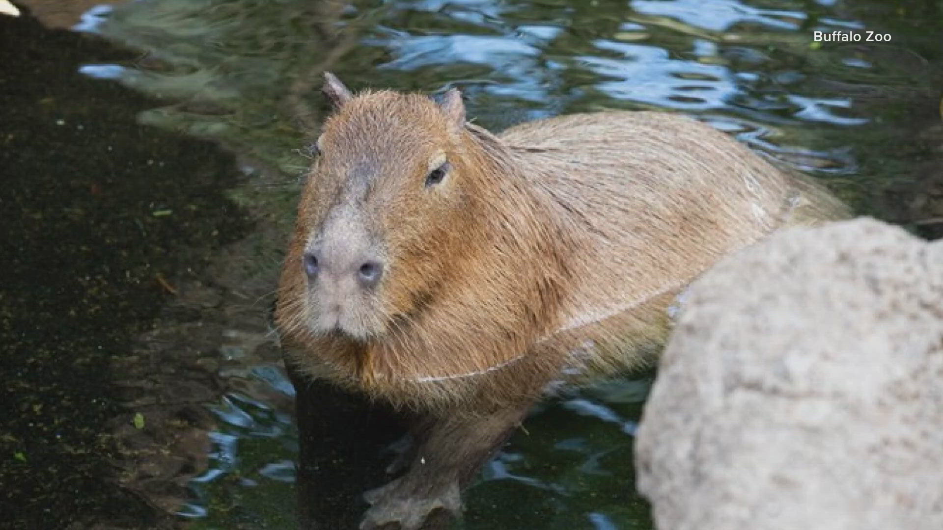 Buffalo Zoo mourns loss of beloved capybara Rosie | wgrz.com