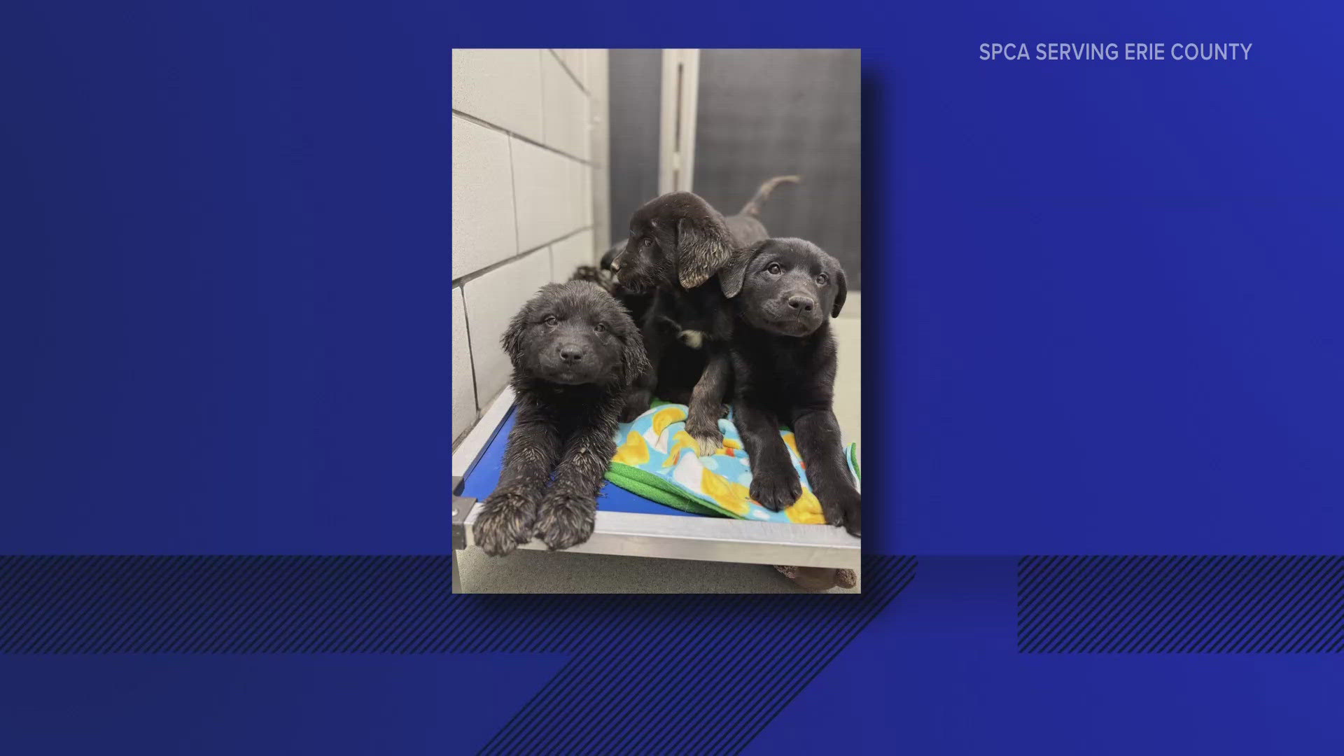 SPCA Serving Erie County has puppies ready for adoption | wgrz.com