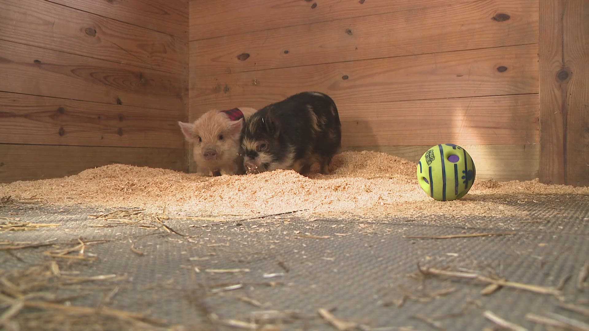 Erie County SPCA shares cute updates on piglets | wgrz.com