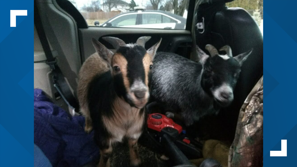 West Seneca Police use goats to remind people not to drink and drive ...