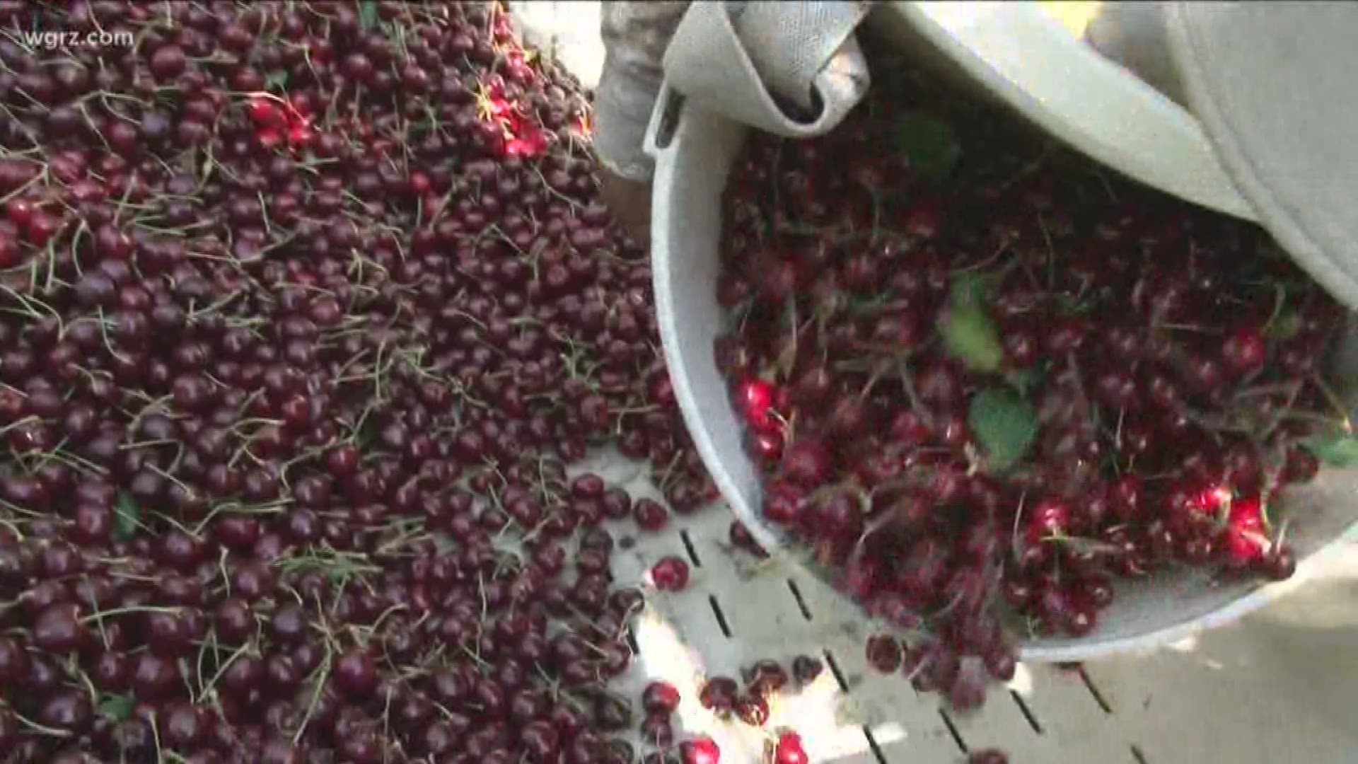 Extra delicious local cherries this year; Here's Why | wgrz.com