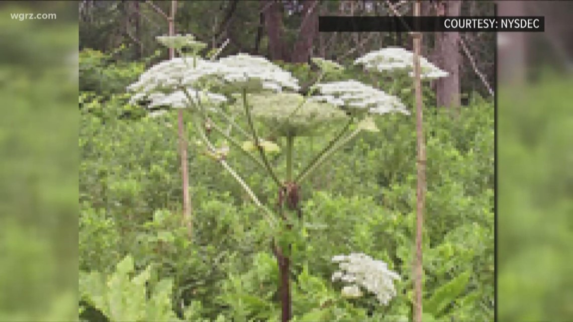 New York makes progress fighting giant weed with toxic sap | wgrz.com