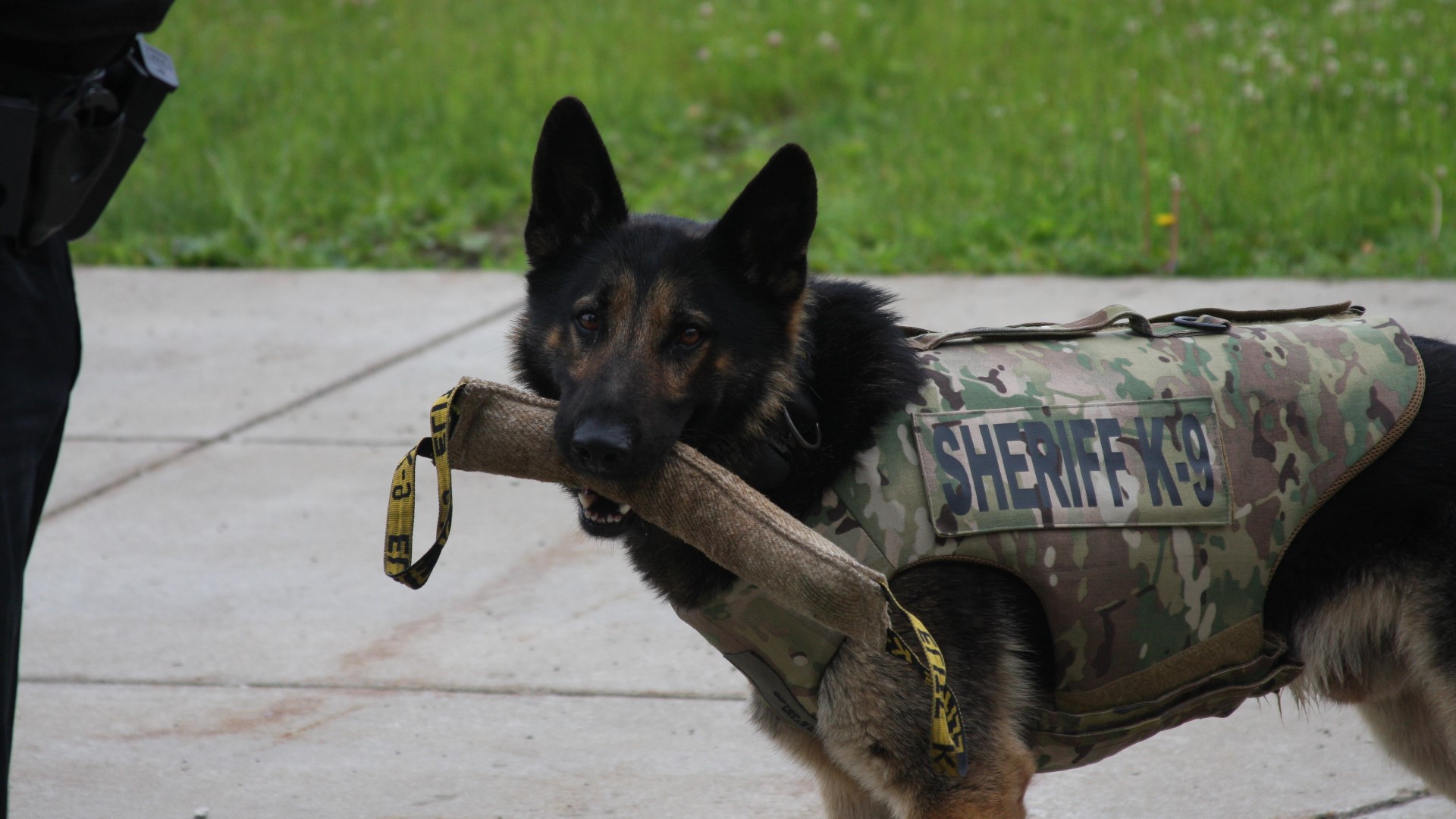 School raises funds to outfit Sheriff's office K9 with bullet proof ...