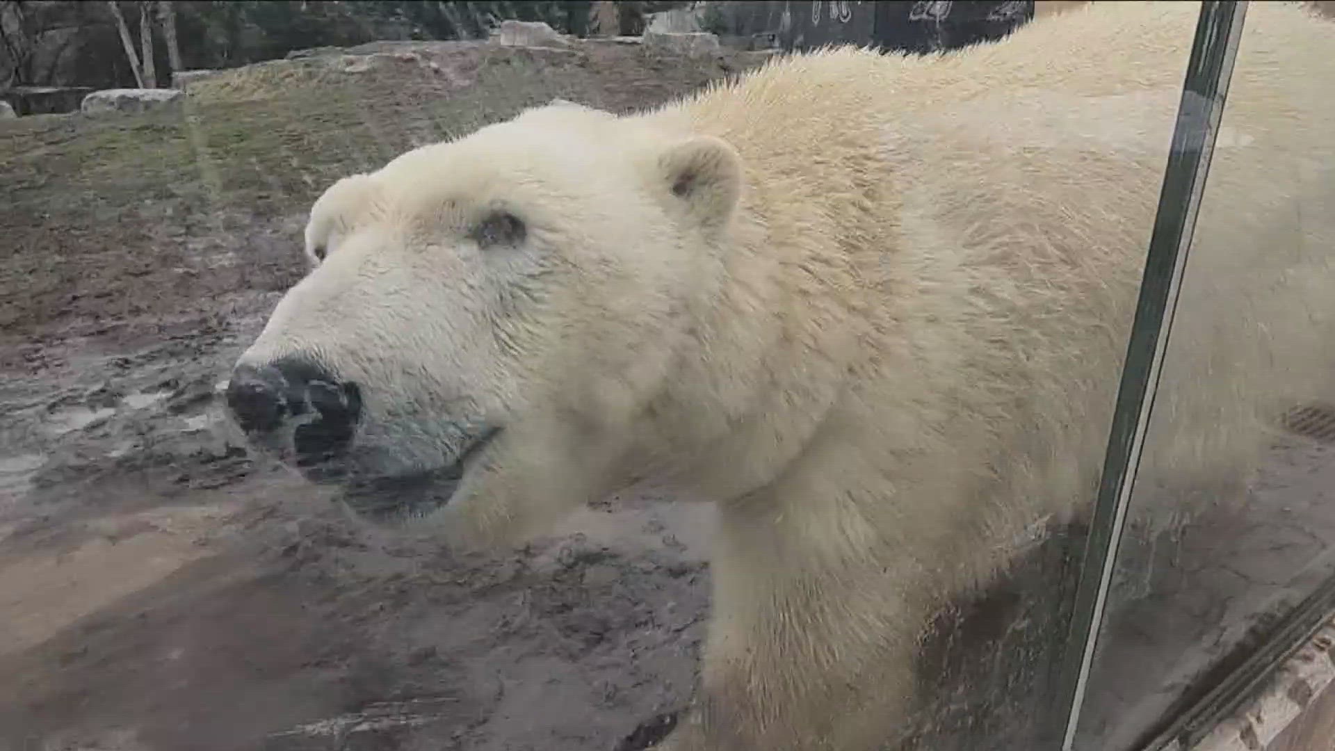 Buffalo Zoo polar bears Luna and Sakari join Dave McKinley ahead of ...