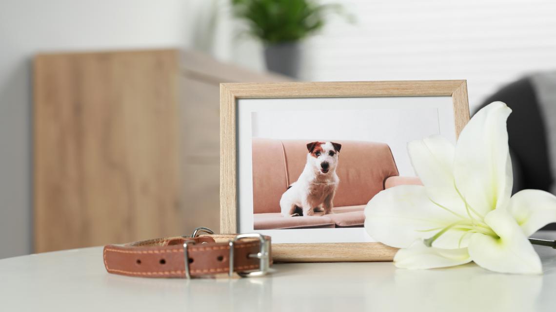 SPCA Serving Erie County launching new Pet Loss Support Group | wgrz.com