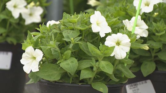 Nursery introduces first-ever glowing petunias in US | wgrz.com