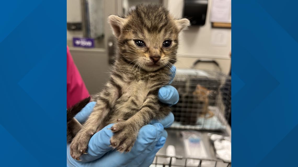39 cats, kittens taken in by Erie County SPCA | wgrz.com