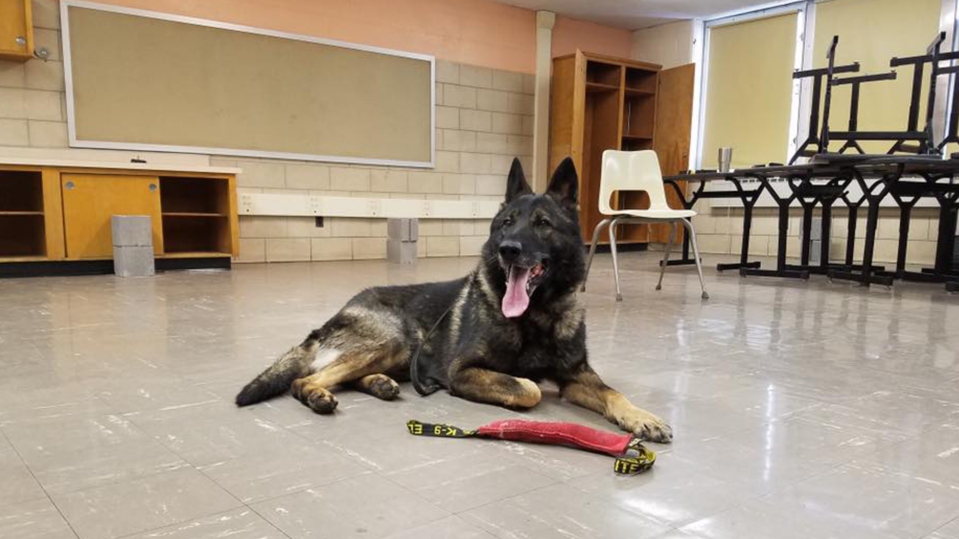 Retired K9 from Niagara County passes away | wgrz.com