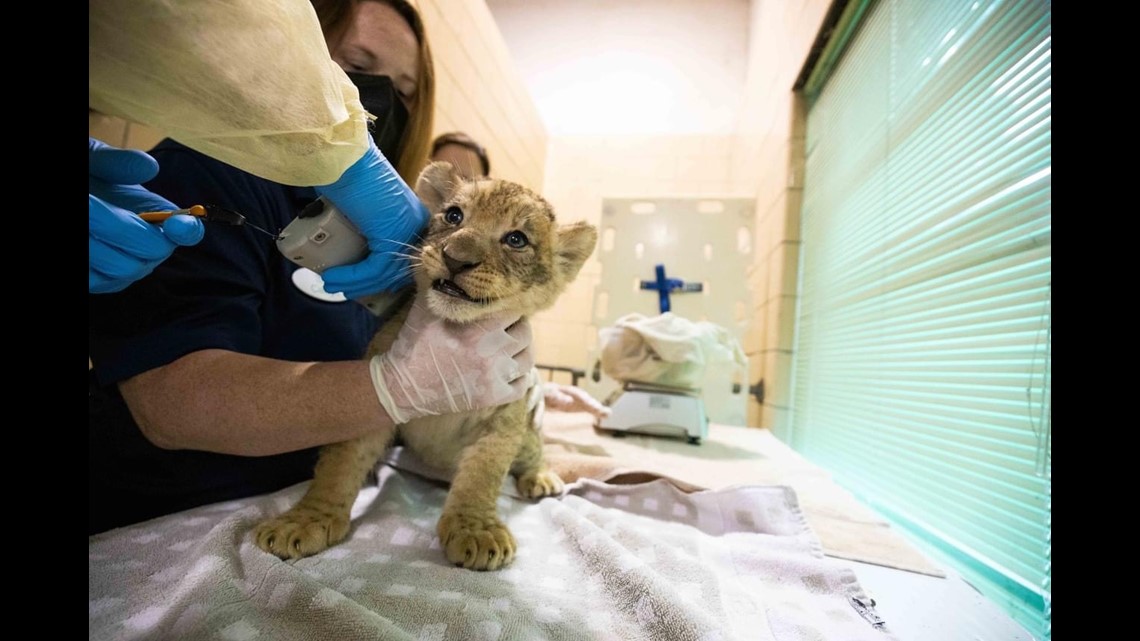 The Buffalo Zoo's new lion cubs have six-week check-up | wgrz.com