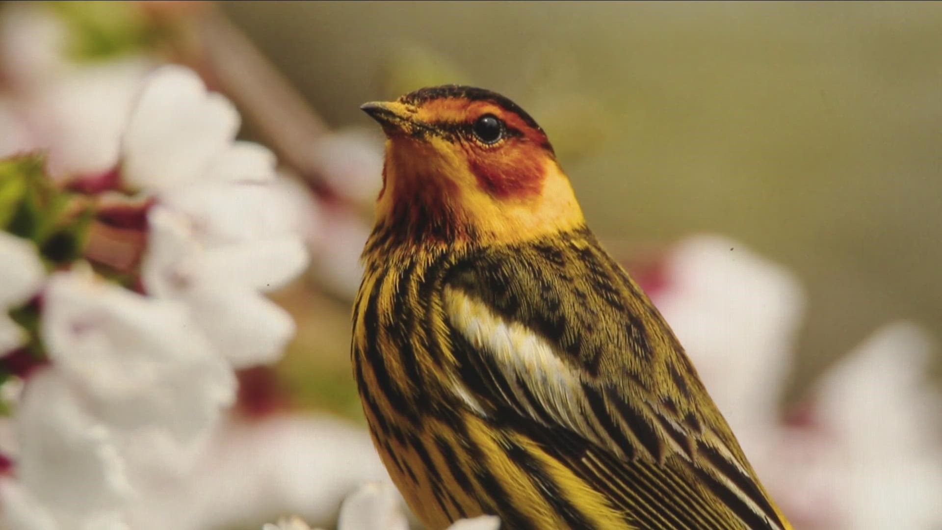 6th annual Birds on the Niagara gets underway | wgrz.com