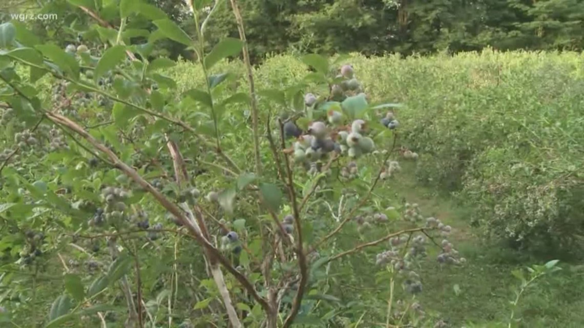 Kevin visits The Blueberry Treehouse Farm 2 | wgrz.com