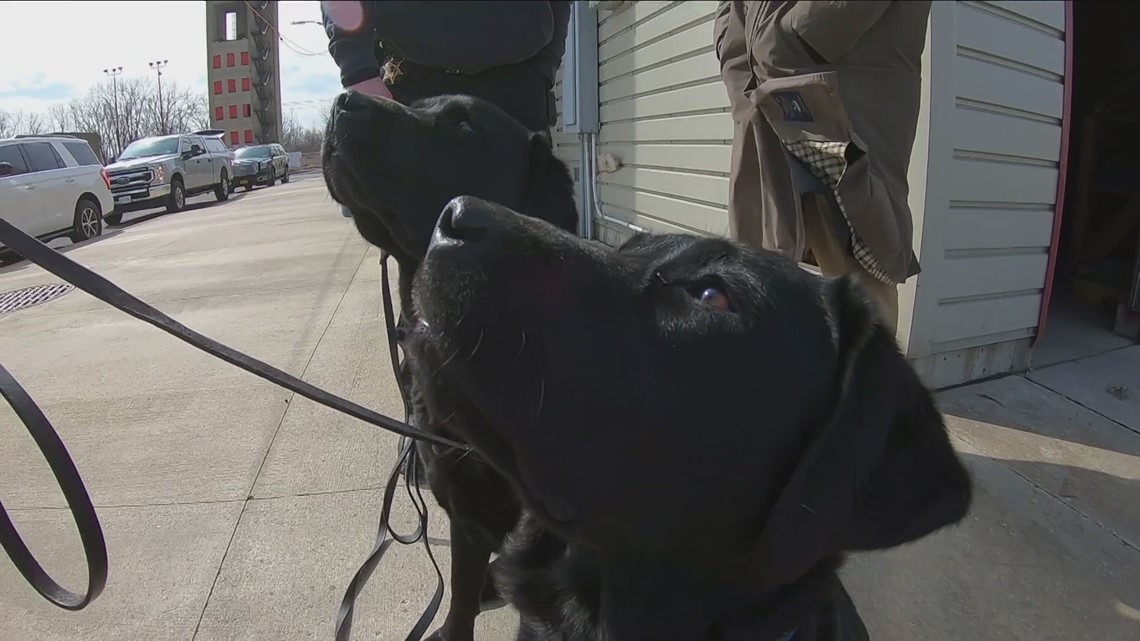 Meet Buffalo ATF's explosives, accelerant sniffing K9s | wgrz.com