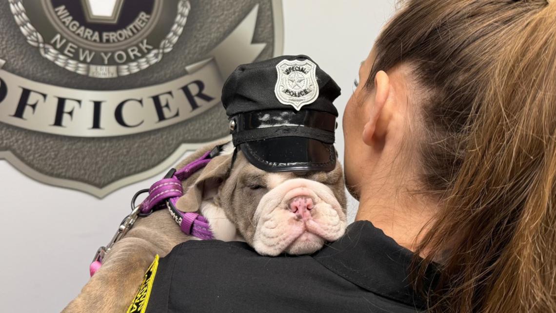 Meet Lucy: Tonawanda Police's New Therapy Dog | wgrz.com