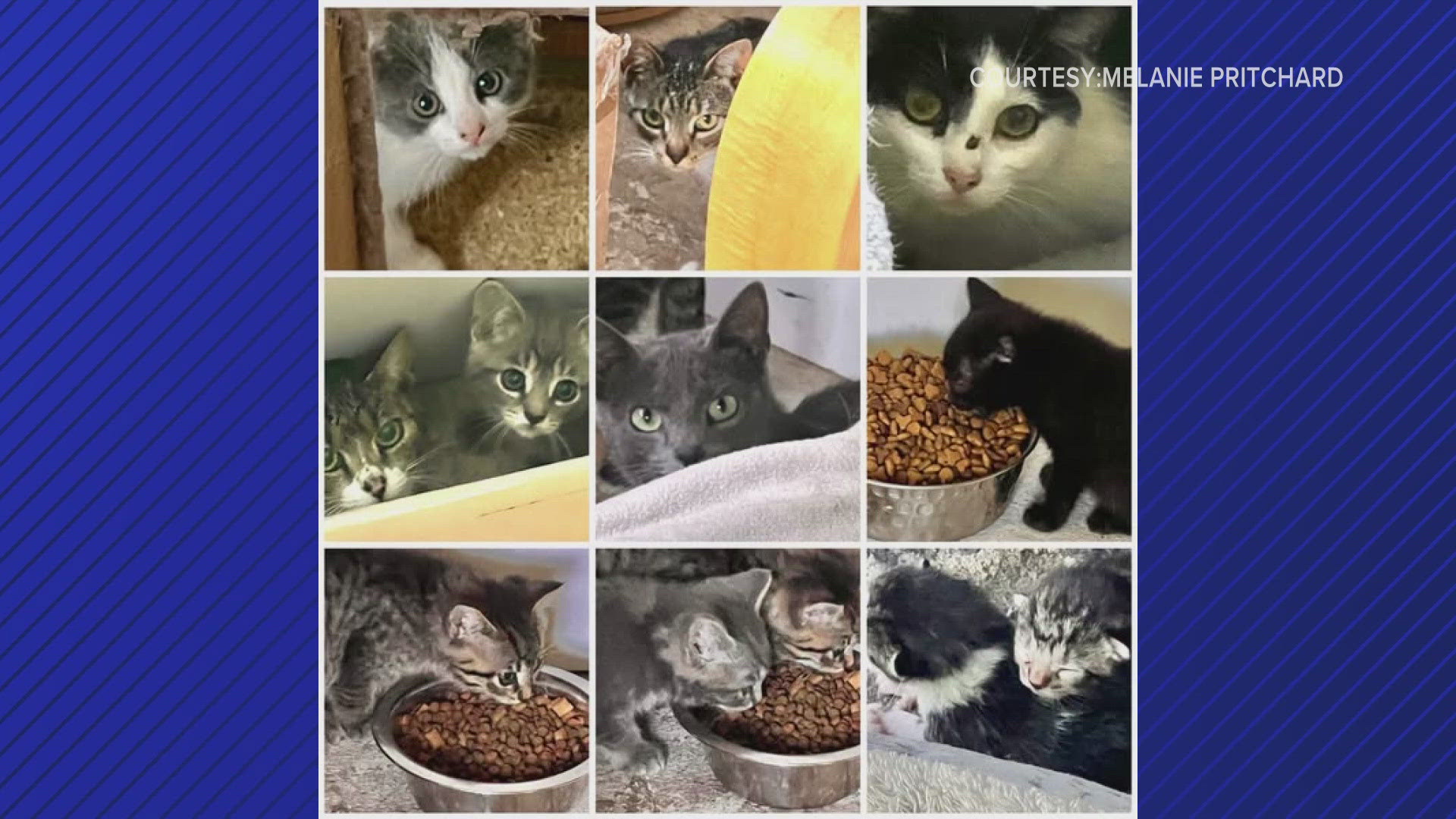 Find homes for displaced barn cats in Cattaraugus County | wgrz.com