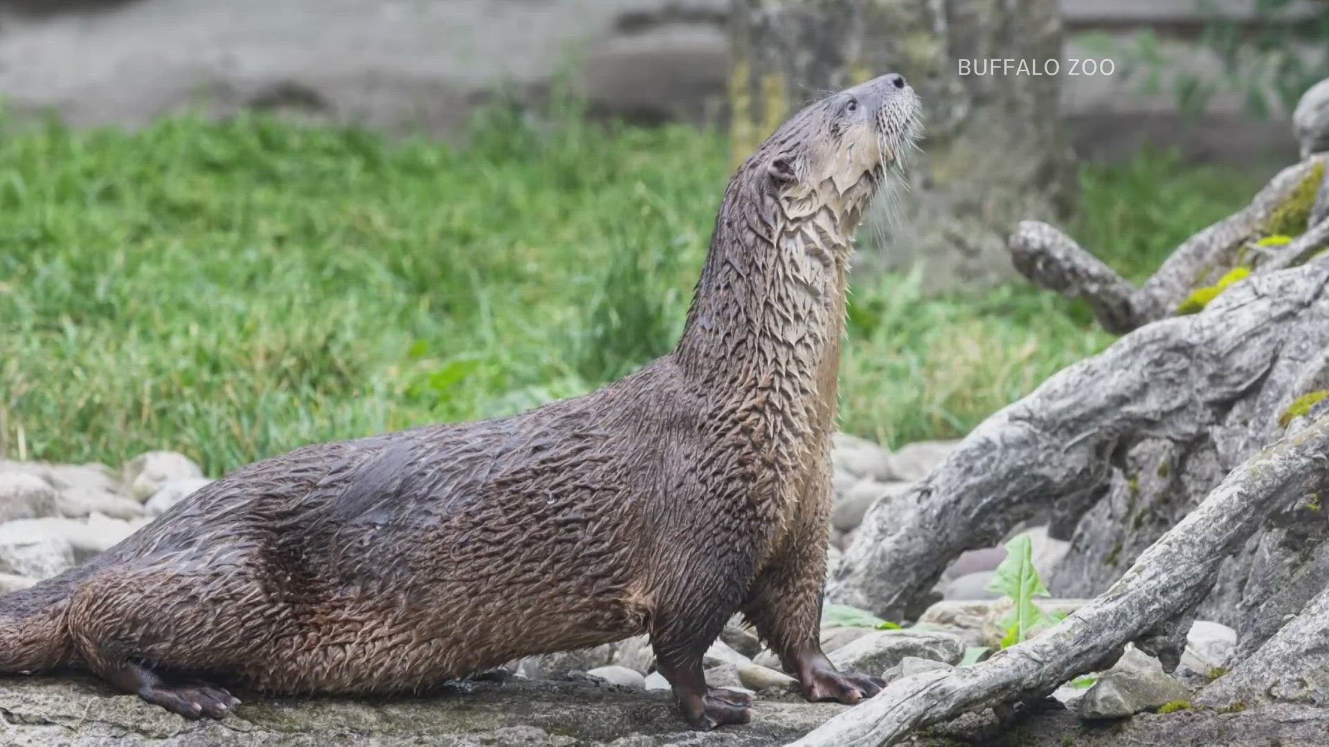 Buffalo Zoo announces death of 4-year-old otter Cedrick | wgrz.com