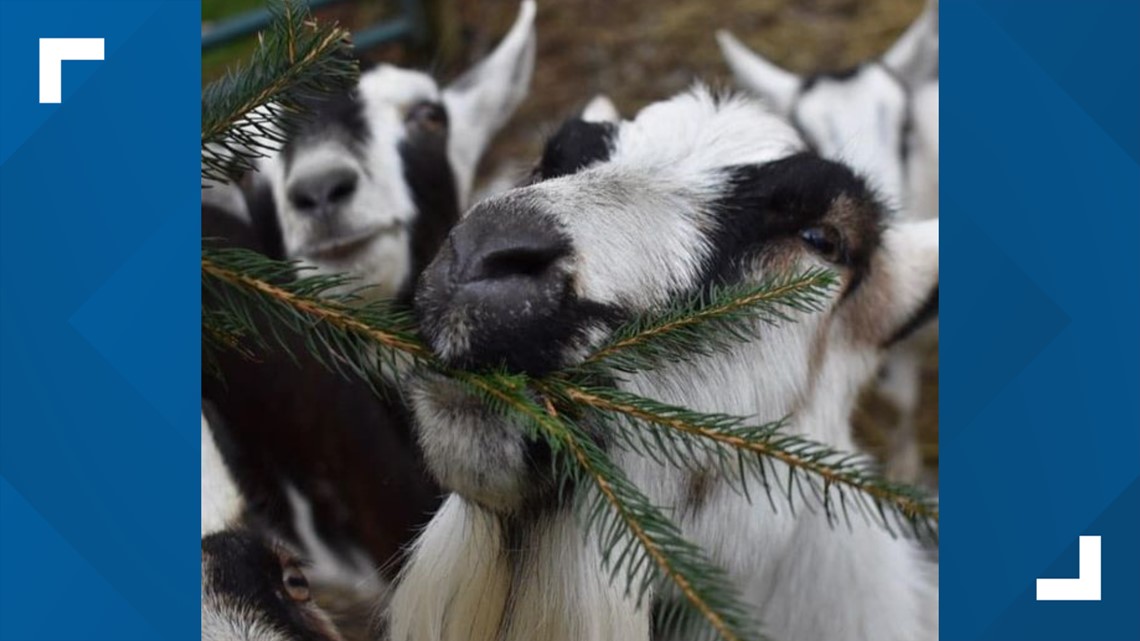 Let's Goat Buffalo taking Christmas tree donations for the goats to eat ...