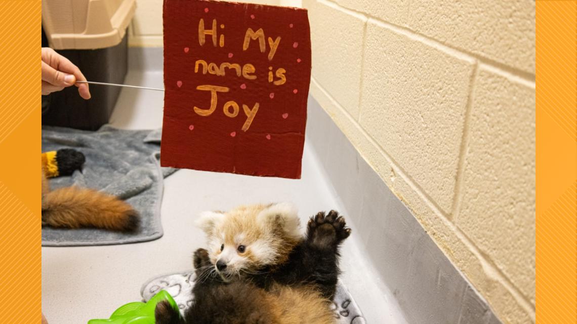 Buffalo Zoo names red panda cubs | wgrz.com