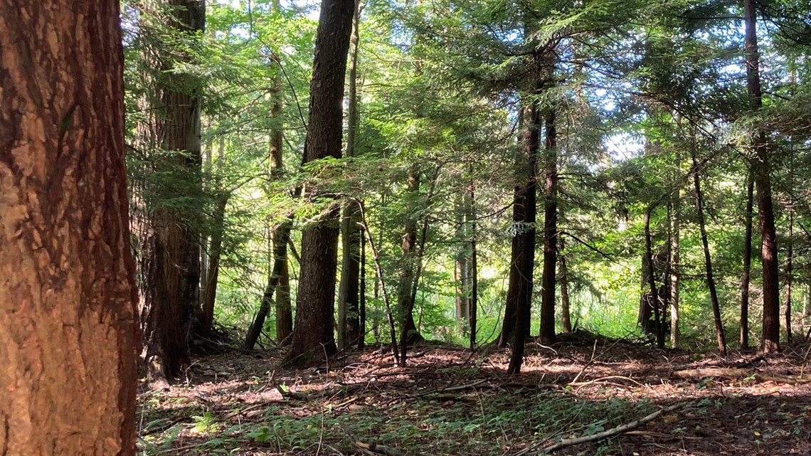 2 the Outdoors: College Lodge Forest, a history of inspiration | wgrz.com