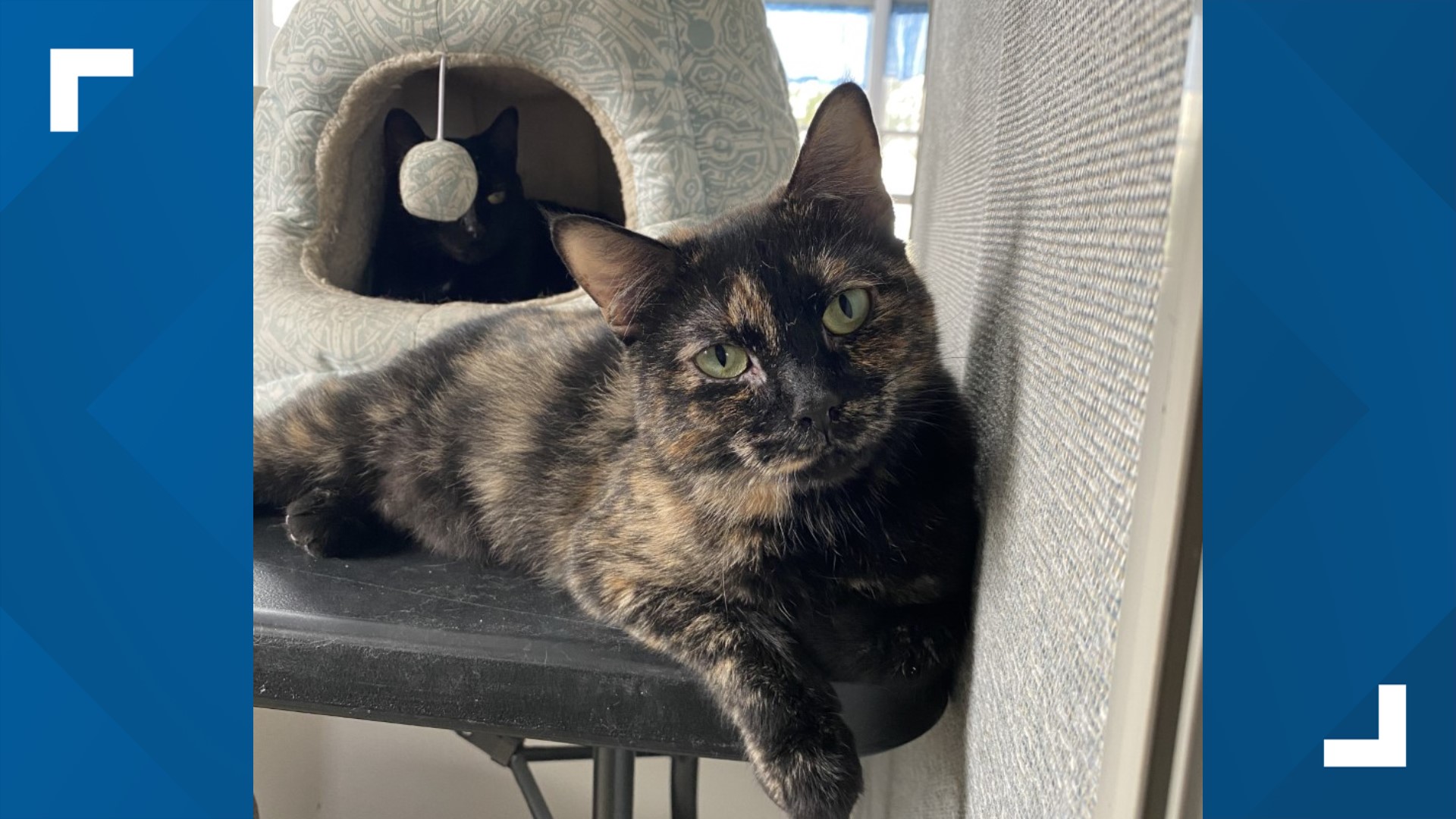 Nestle Purina announces completion of Dunkirk plant expansion; company ...