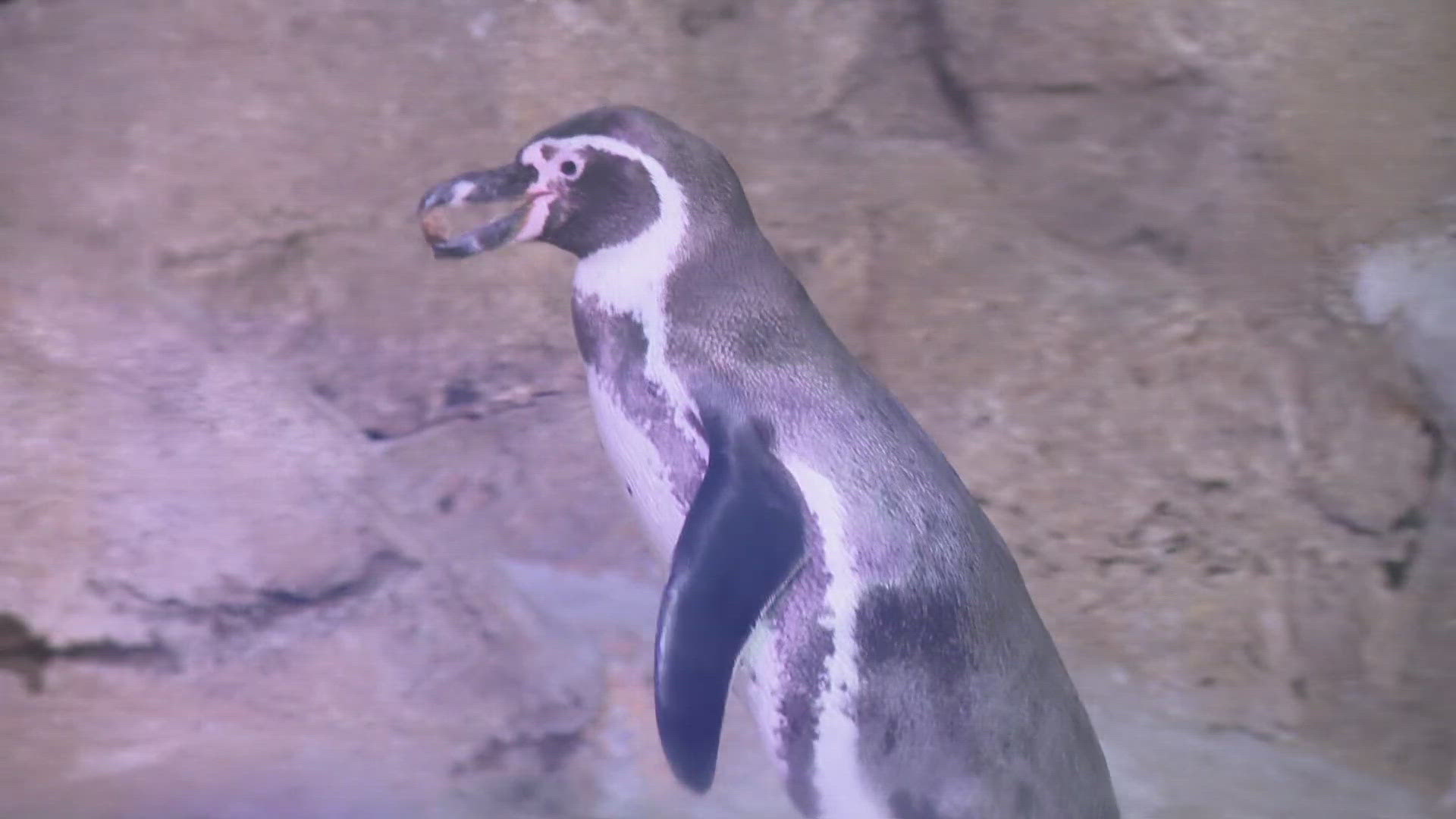 Aquarium holds special event for people with autism | wgrz.com