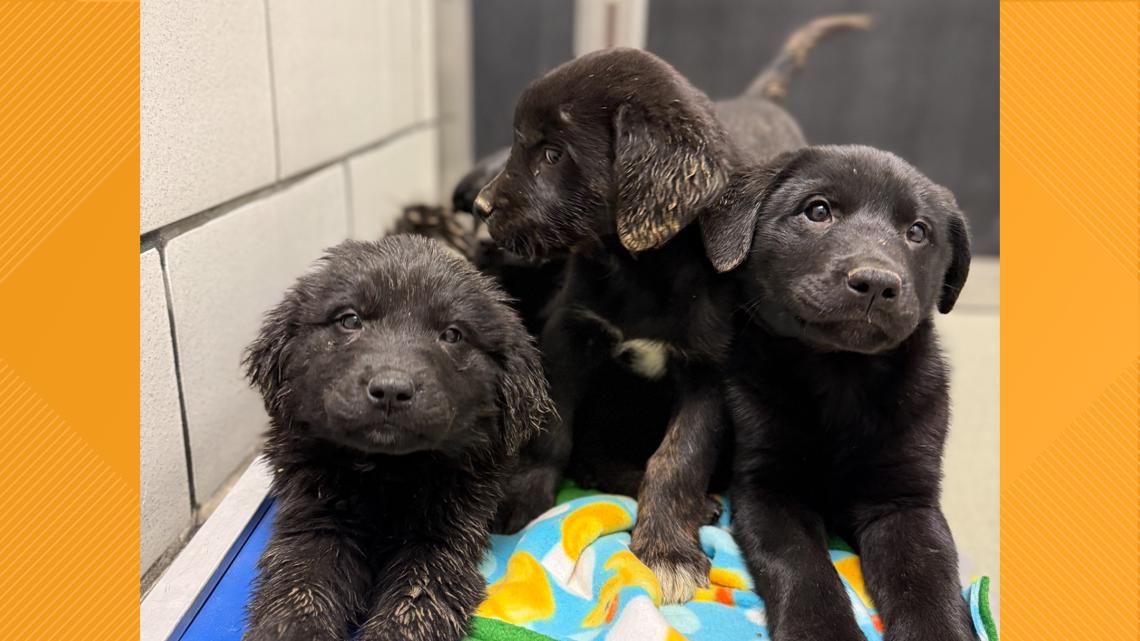 SPCA Serving Erie County has puppies ready for adoption | wgrz.com
