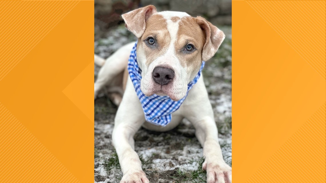 Buffalo Animal Shelter 100 day club member spotlight | wgrz.com