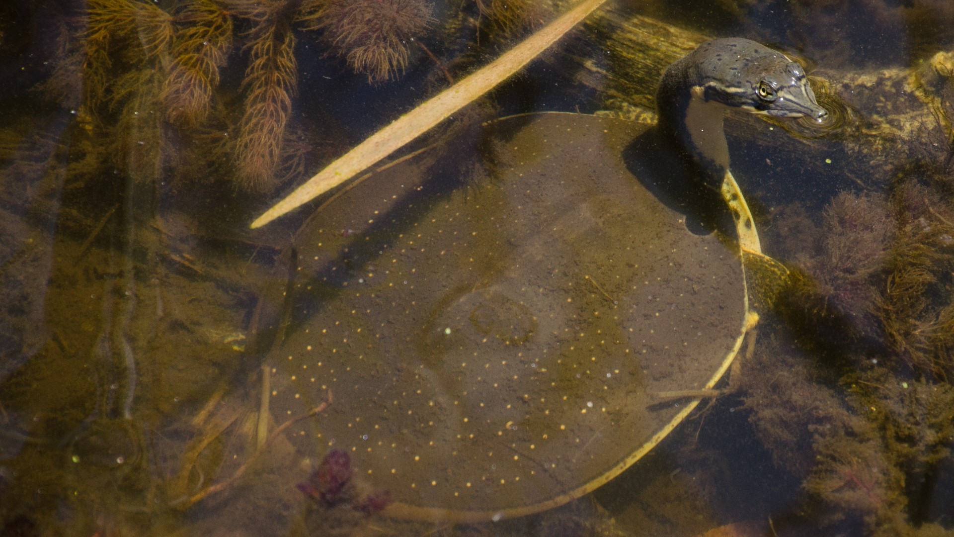 Eastern spiny softshell turtle officially spotted at Ellicott Creek ...