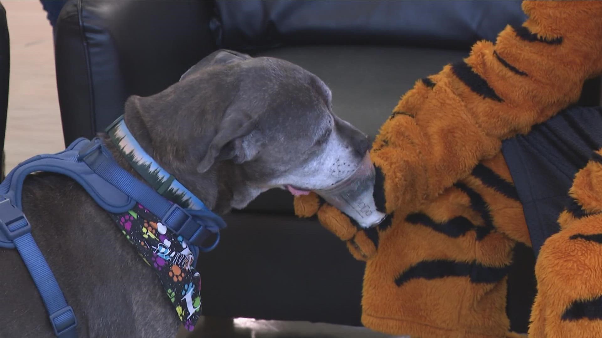 Lloyd the dog visits Buff State | wgrz.com