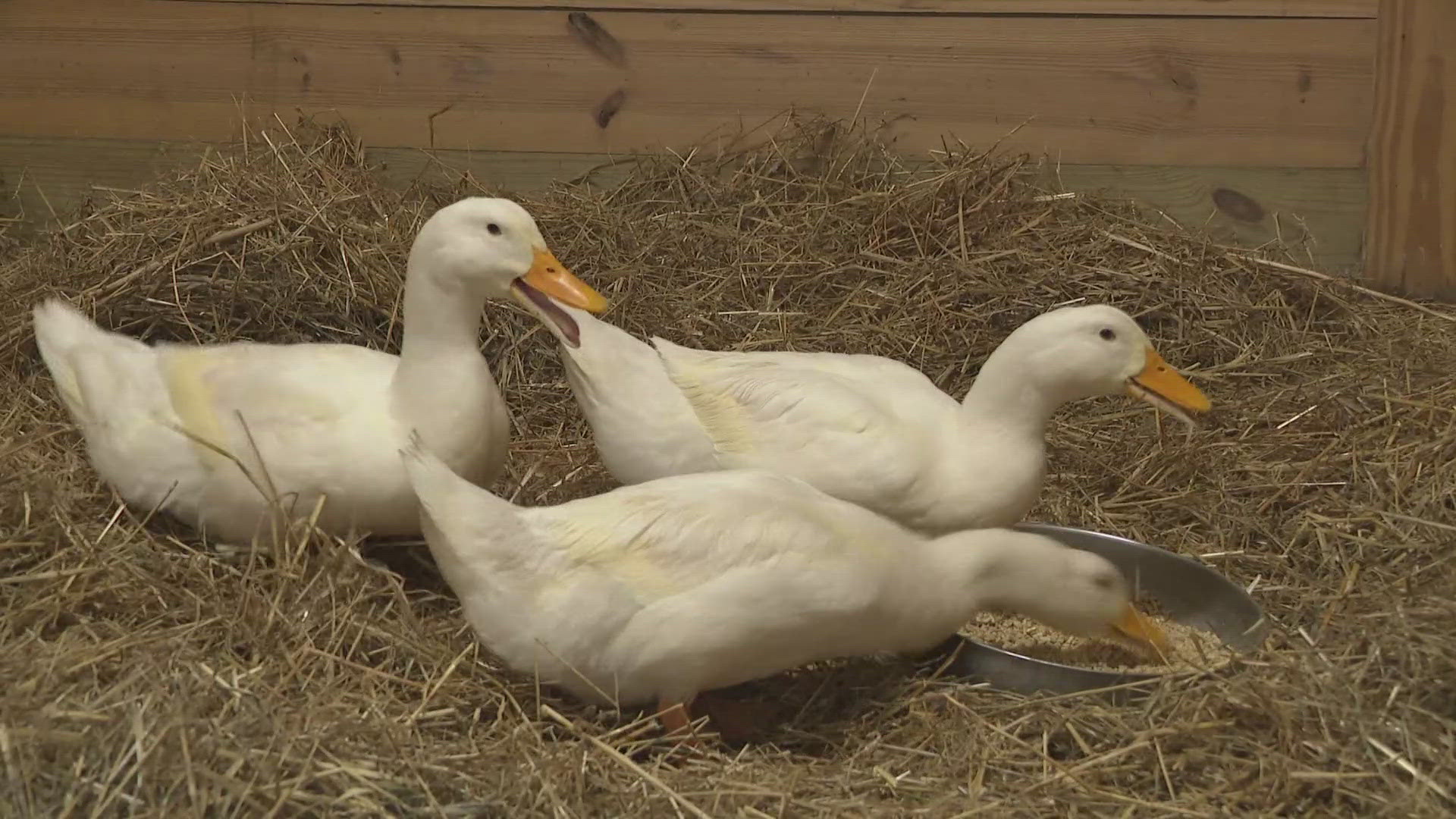 The Mighty Ducks: Erie County SPCA rescues some ducks | wgrz.com