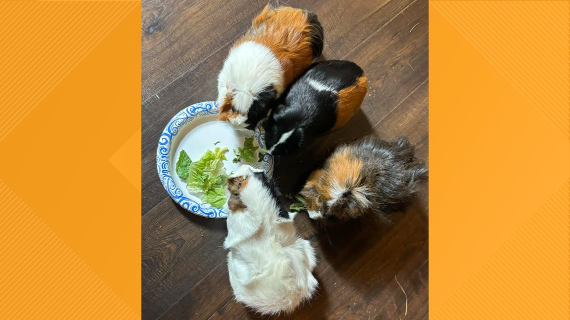 Buffalo Guinea Pig Rescue looking for donations | wgrz.com