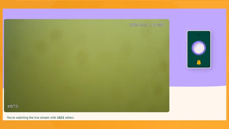 Help fish swim upstream using Netherlands' Fish Doorbell | wgrz.com