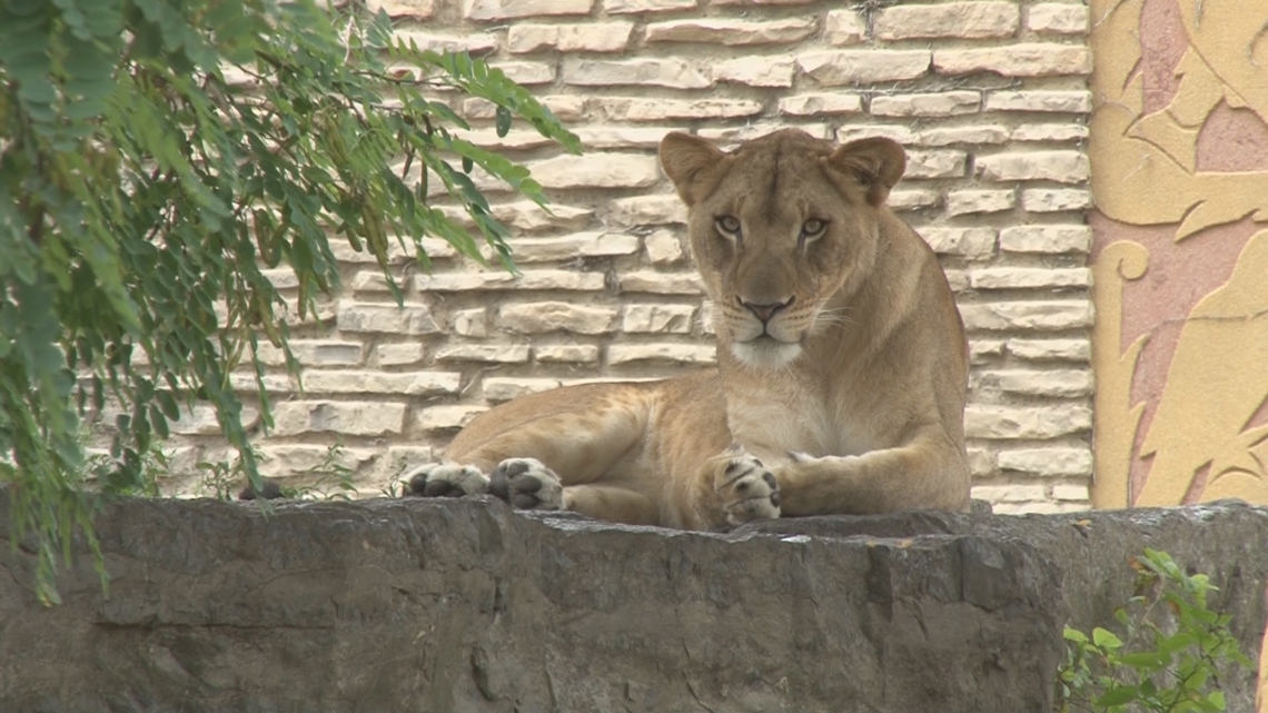 Buffalo Zoo hosts exciting fall events for all ages | wgrz.com