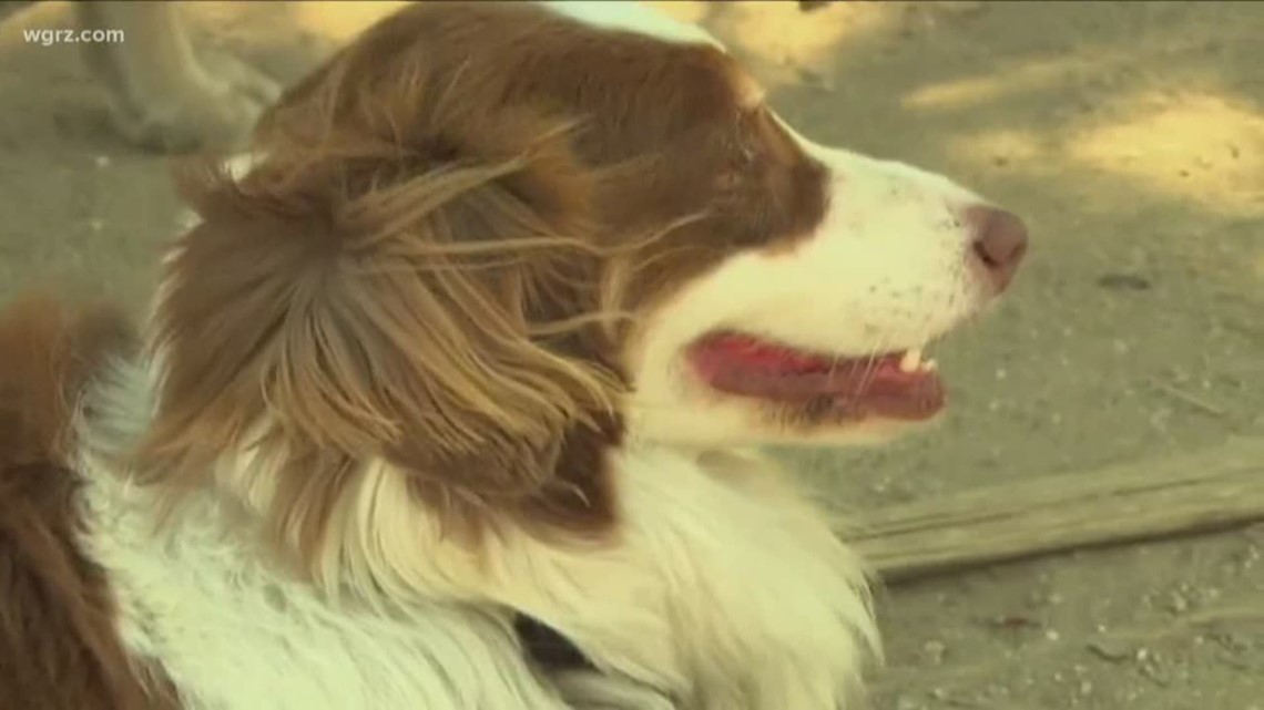 New law authorizes emergency responders to remove distressed animals ...