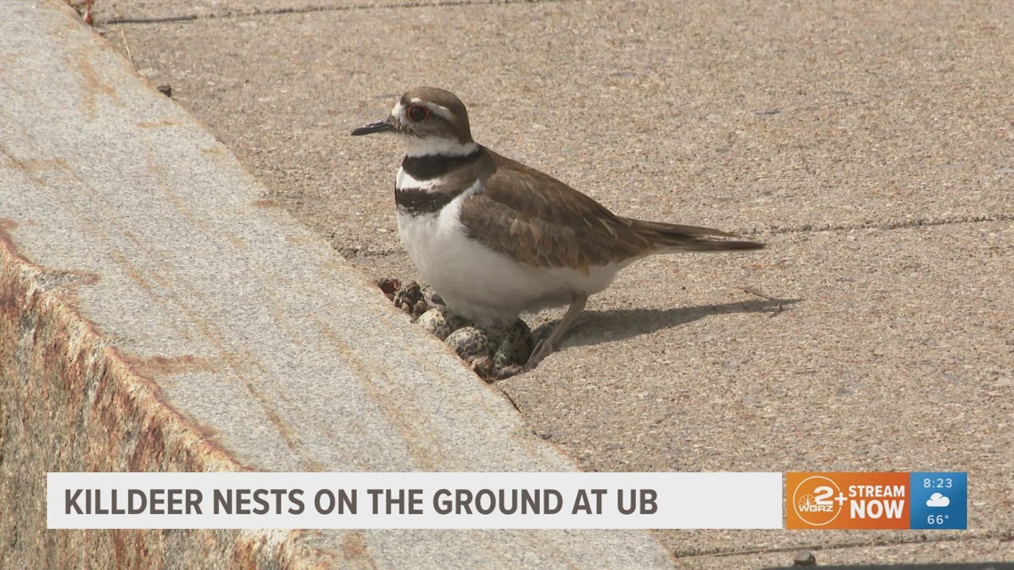 Killdeer nest found on University at Buffalo sidewalk | wgrz.com