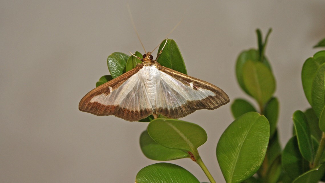 NY residents warned about invasive species, the box tree moth | wgrz.com